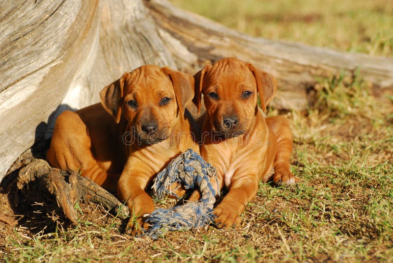 Rhodesian Ridgeback Puppies Stock Photo - Image of gazing, domestic ...