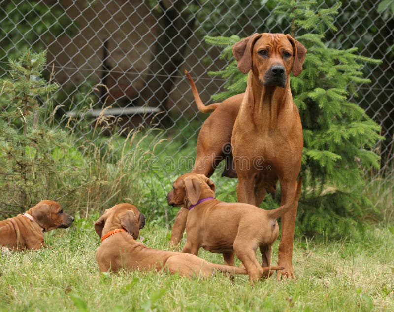 Rhodesian Ridgeback Puppy in the Garden Stock Image - Image of pedigree ...
