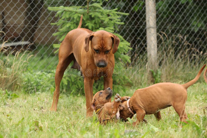 Rhodesian Ridgeback with Puppies in the Garden Stock Image - Image of ...