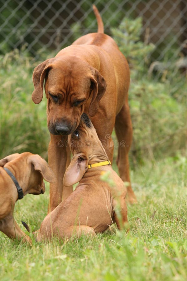 Rhodesian Ridgeback with Puppies in the Garden Stock Image - Image of ...