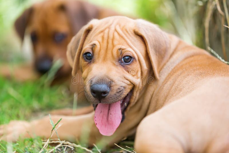 Rhodesian Ridgeback Puppies on the Meadow Stock Photo - Image of child ...