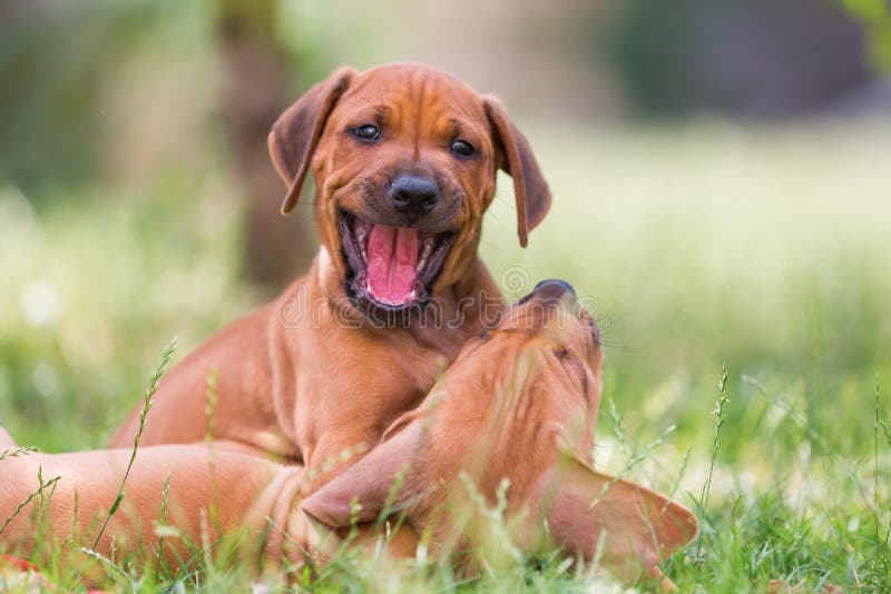 Rhodesian Ridgeback Barking Stock Photos - Free & Royalty-Free Stock ...