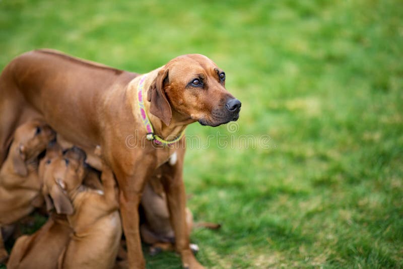 Rhodesian Ridgeback Puppies Stock Photo - Image of purebred, mother ...