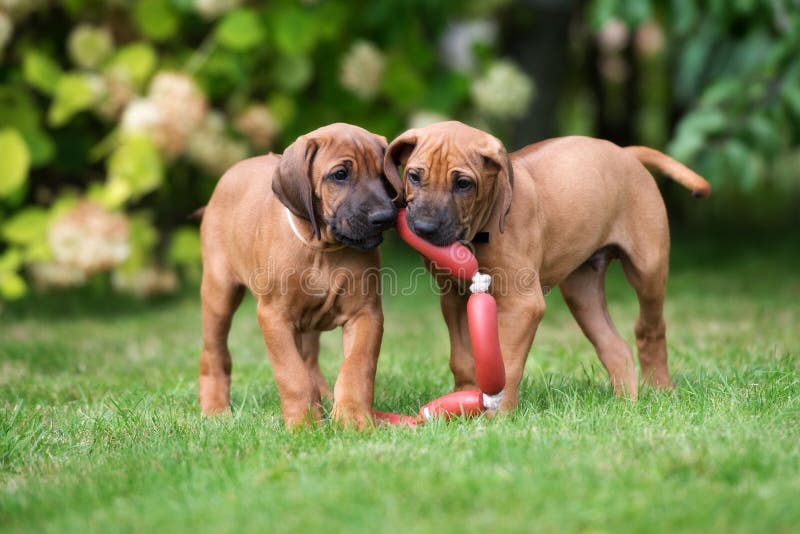 Rhodesian Ridgeback Puppies Playing Stock Image - Image of funny, cute ...