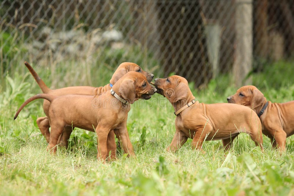 Rhodesian Ridgeback Puppies Playing Stock Image - Image of doggy ...