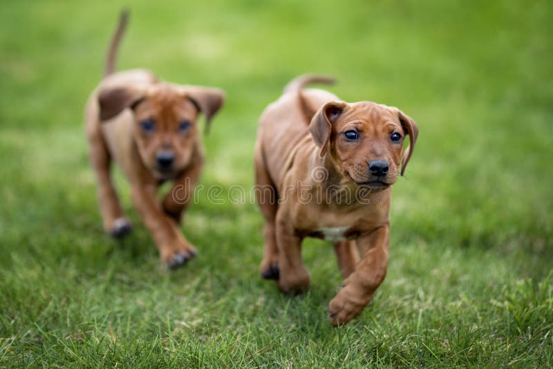 Rhodesian Ridgeback Puppies Playing Outdoors Stock Image - Image of ...