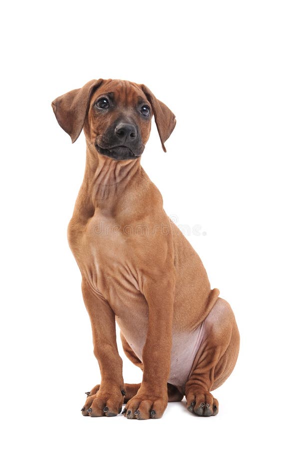 Rhodesian Ridgeback Puppies Stock Photo - Image of rhodesian ...