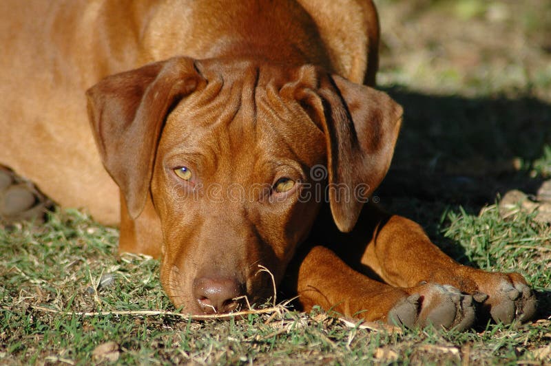 Cute Rhodesian Ridgeback stock photo. Image of attentive - 973850