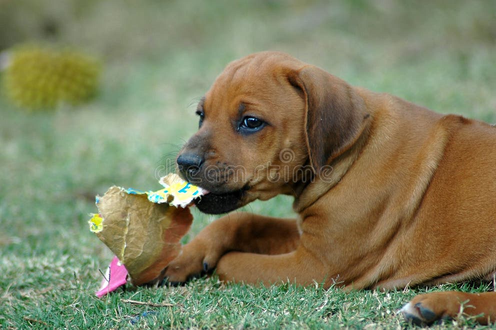 Rhodesian Ridgeback puppy stock photo. Image of action - 1178510