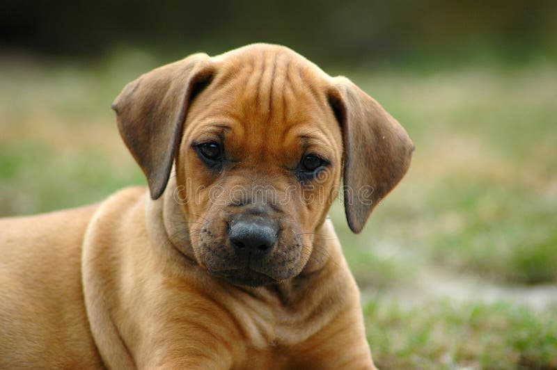 Rhodesian Ridgeback puppy stock photo. Image of obedient - 1182490