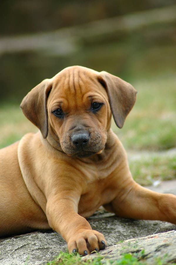 Rhodesian Ridgeback puppy stock photo. Image of relaxed - 1182526