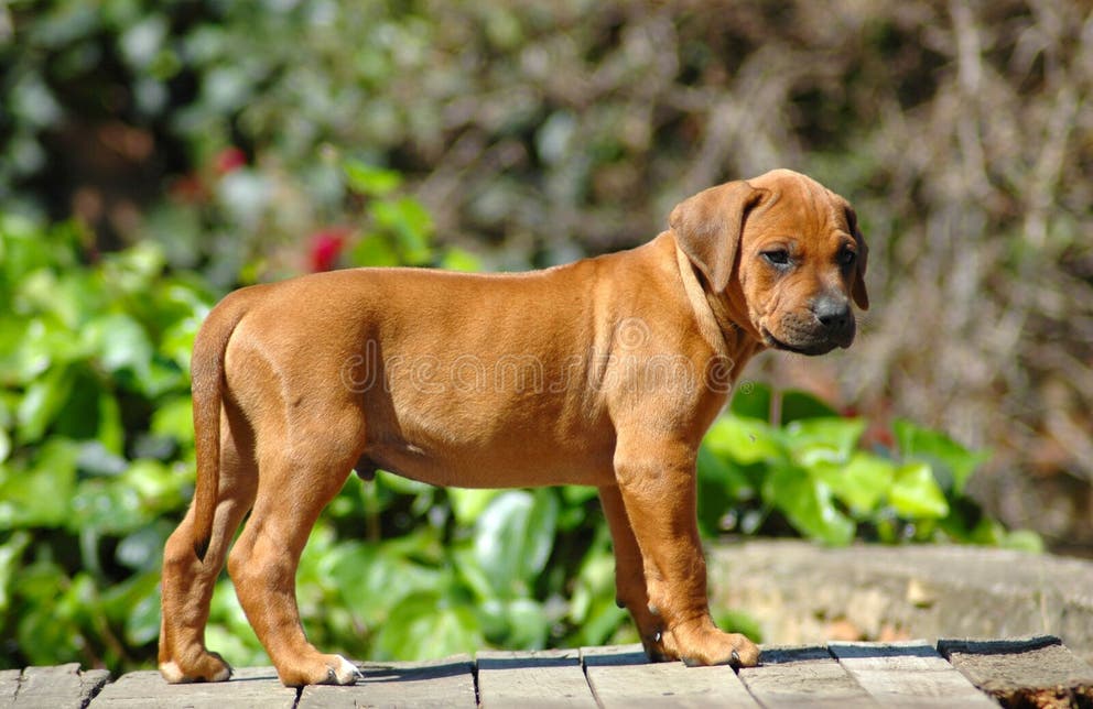 Rhodesian Ridgeback puppy stock image. Image of profile - 1229369