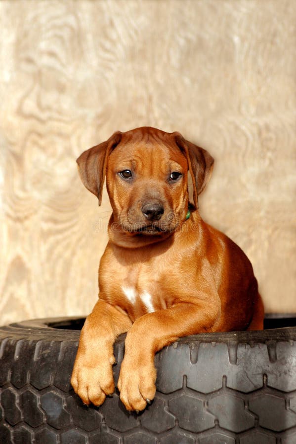 Rhodesian Ridgeback puppy stock photo. Image of facial - 17138602