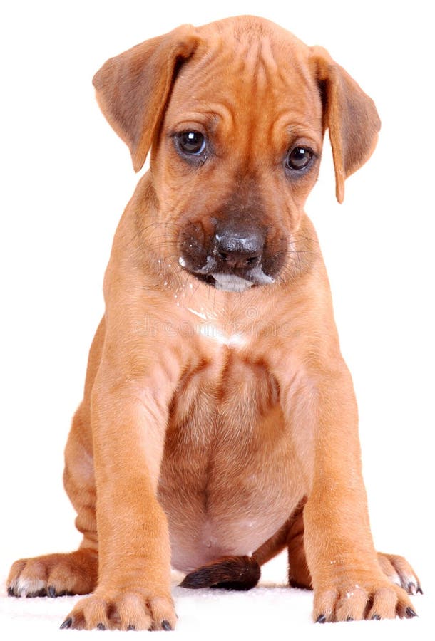 Rhodesian Ridgeback puppy stock image. Image of puppy - 7740717