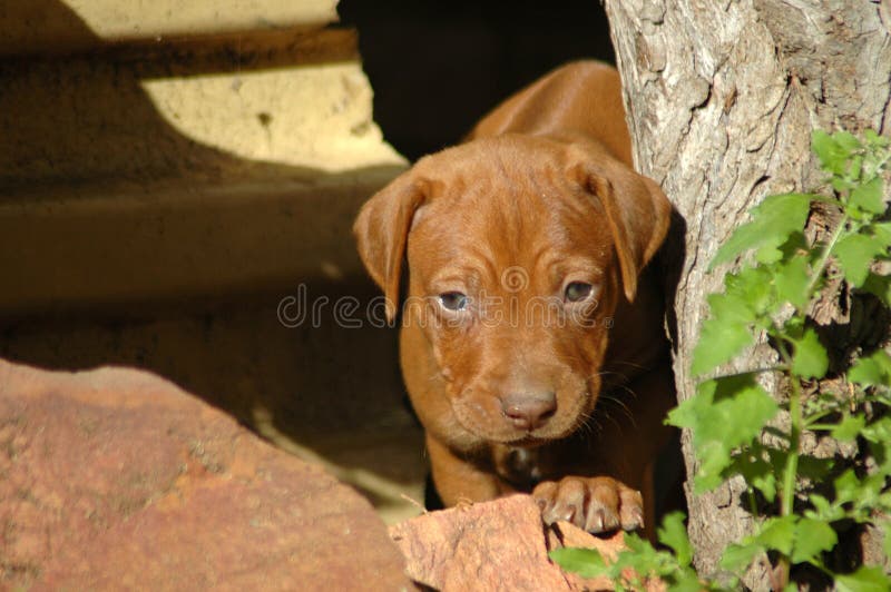 Cute Rhodesian Ridgeback stock photo. Image of attentive - 973850