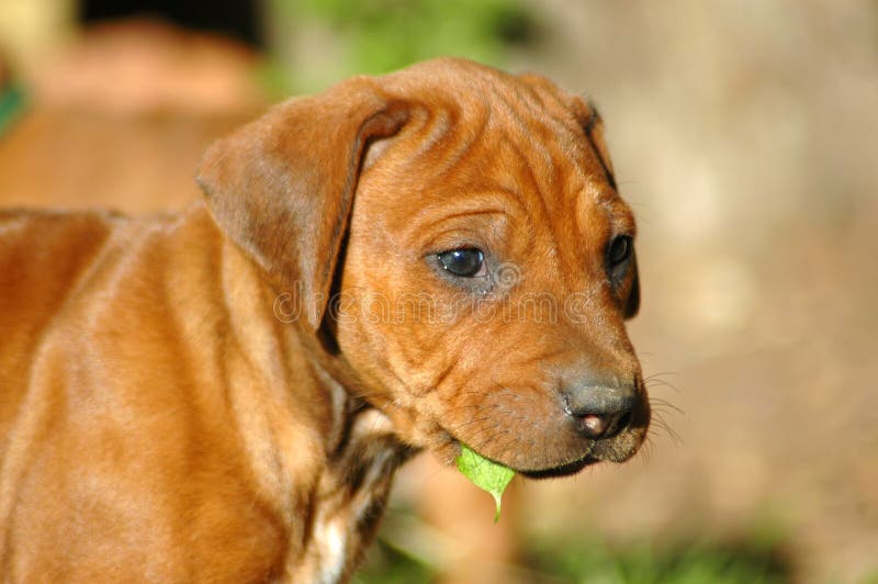 Cute Rhodesian Ridgeback stock photo. Image of attentive - 973850