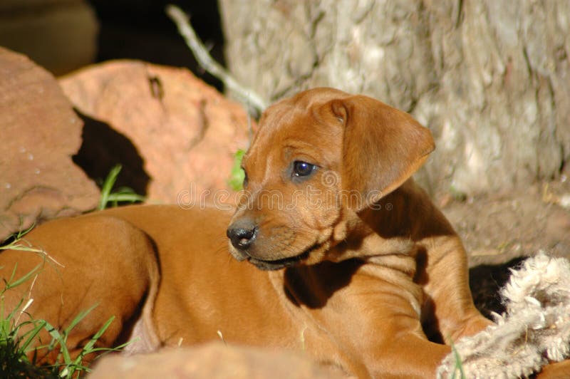 Rhodesian Ridgeback puppy stock photo. Image of canine - 2627114
