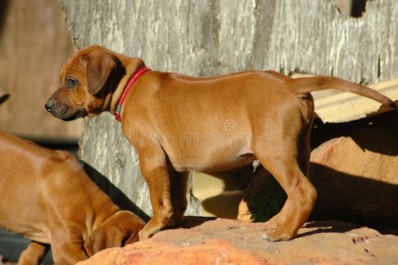 Ridgeback puppy stock image. Image of heads, hounds, breed - 1229309