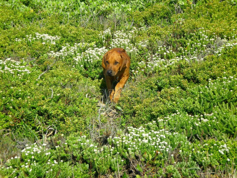 Cute Rhodesian Ridgeback stock photo. Image of attentive - 973850