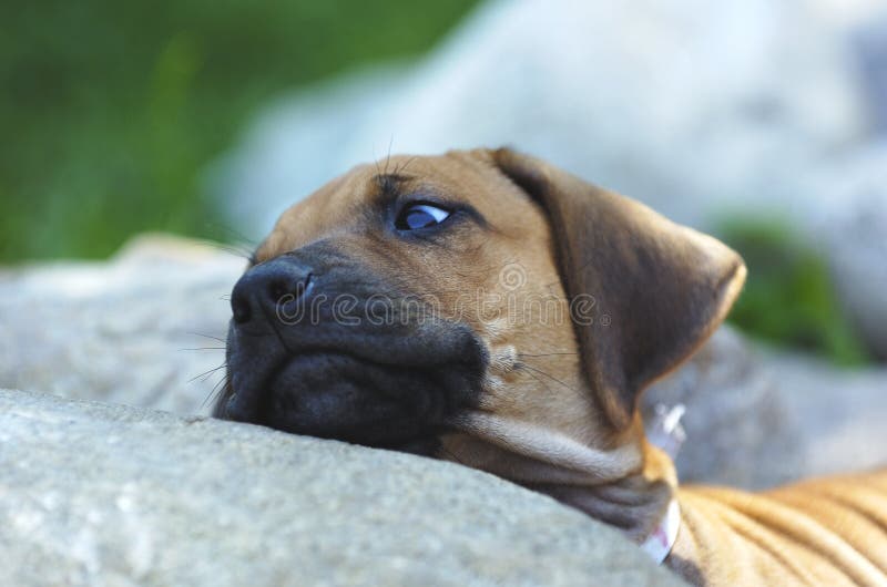 Steekbaard Stock Photos - Free & Royalty-Free Stock Photos from Dreamstime