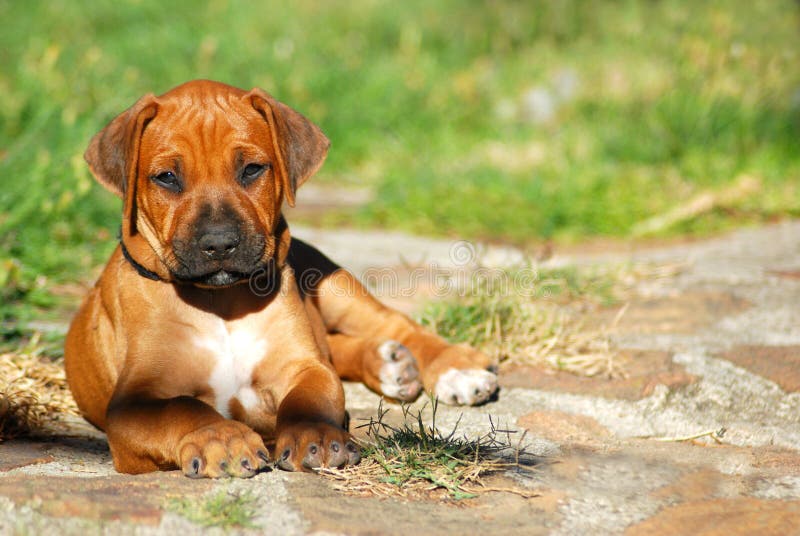 Rhodesian Ridgeback puppy stock photo. Image of rhodesian - 3850892