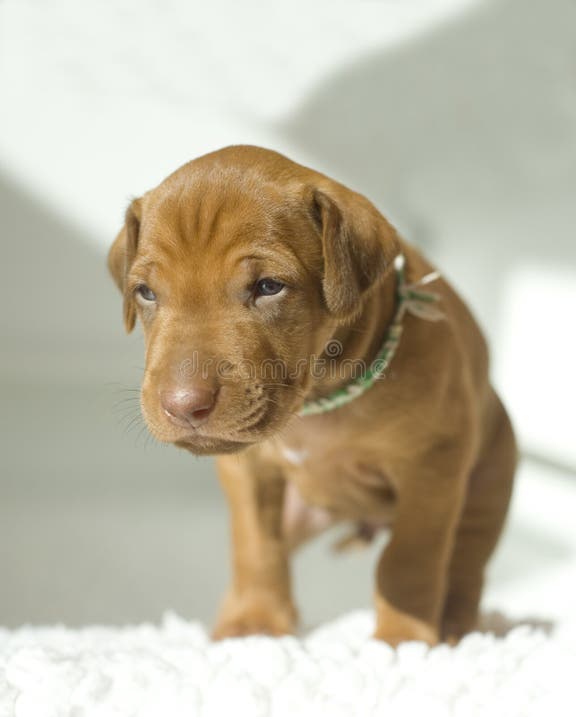 Rhodesian Ridgeback Puppy, 4 Weeks Old Stock Image - Image of hound ...
