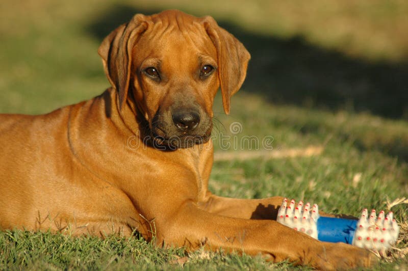 Rhodesian Ridgeback puppy stock photo. Image of breed - 4054978