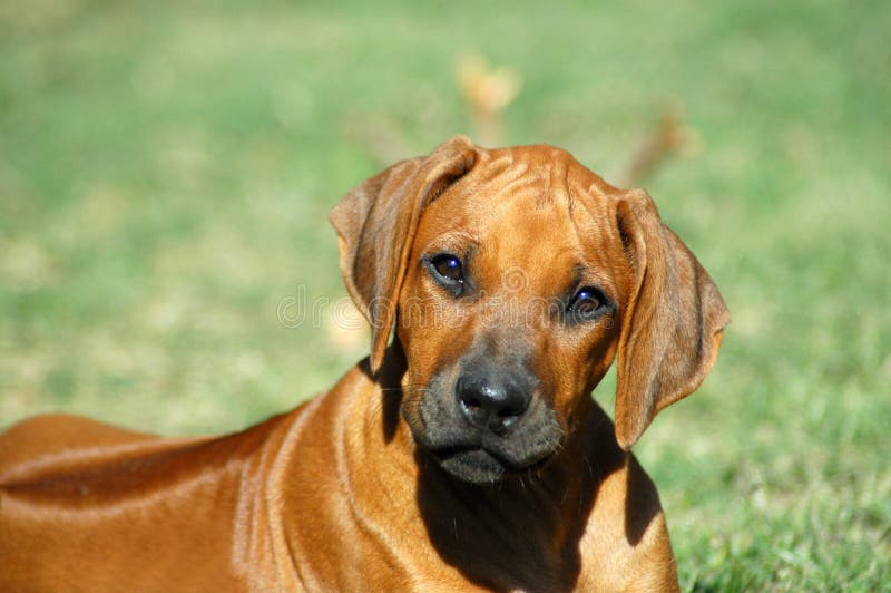 Rhodesian Ridgeback puppy stock image. Image of head, tilted - 4674925