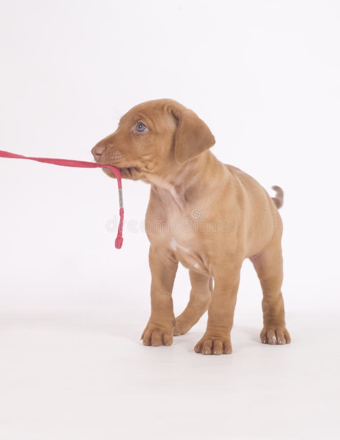 Newborn Rhodesian Ridgeback Whelp, 4 Days of Age Stock Image - Image of ...