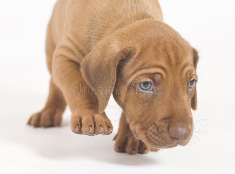 Rhodesian Ridgeback Puppy, 5 Weeks Old, Walking Stock Image - Image of ...