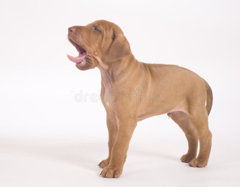 Newborn Rhodesian Ridgeback Whelp, 4 Days of Age Stock Image - Image of ...