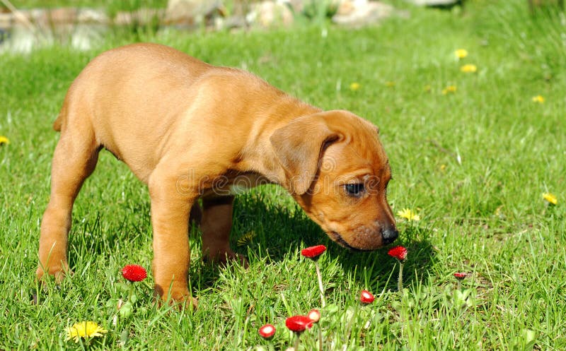 Rhodesian Ridgeback Female Dog, 5 Month Old Stock Photo - Image of ...