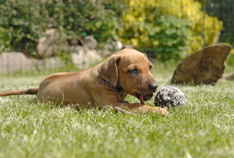 Rhodesian Ridgeback Puppy, 6 Weeks Old Stock Image - Image of action ...