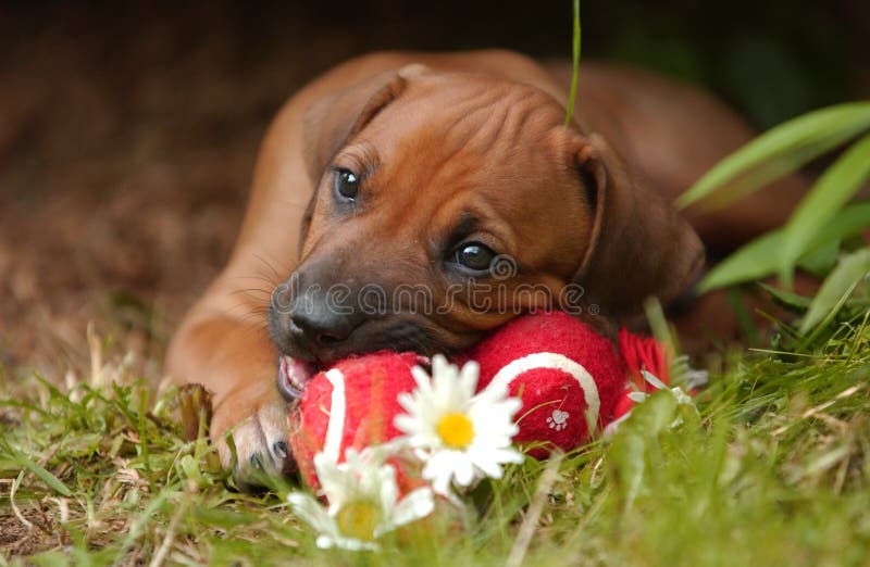 Rhodesian Ridgeback puppy stock photo. Image of relaxed - 1182526