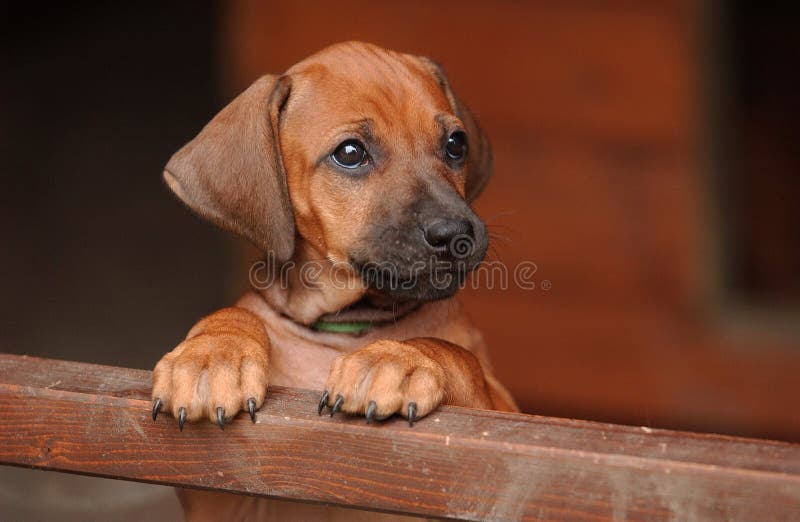Rhodesian Ridgeback Puppy stock photo. Image of puppy - 6029920