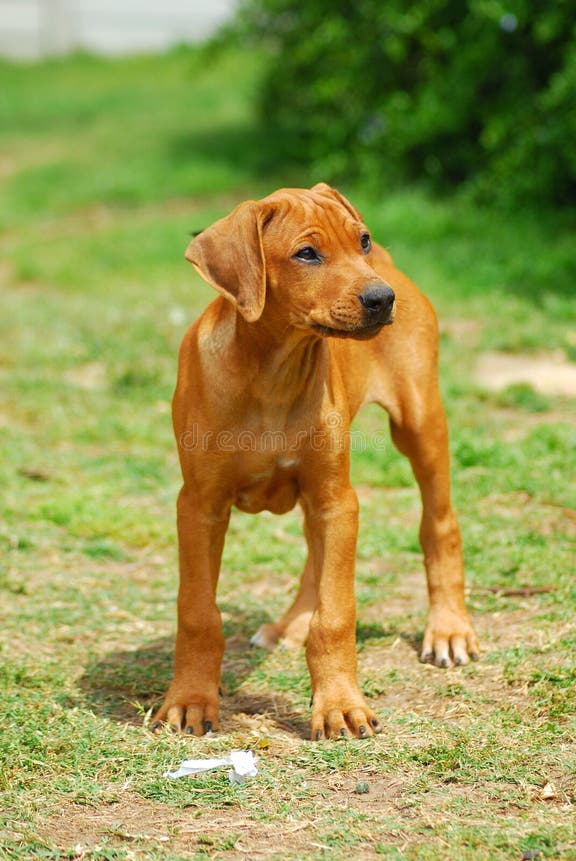 Rhodesian Ridgeback puppy stock photo. Image of dogs, canines - 6973126