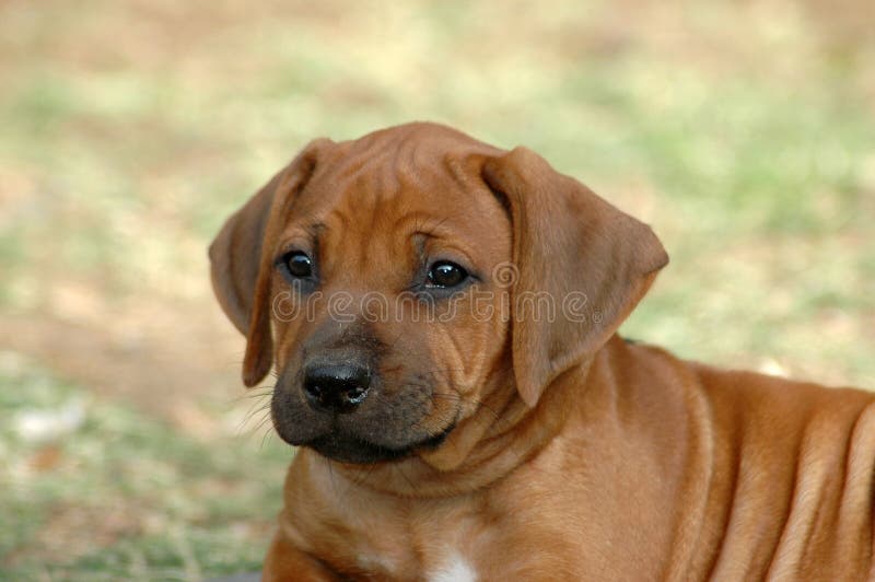 Rhodesian Ridgeback puppy stock photo. Image of head, rare - 7069464