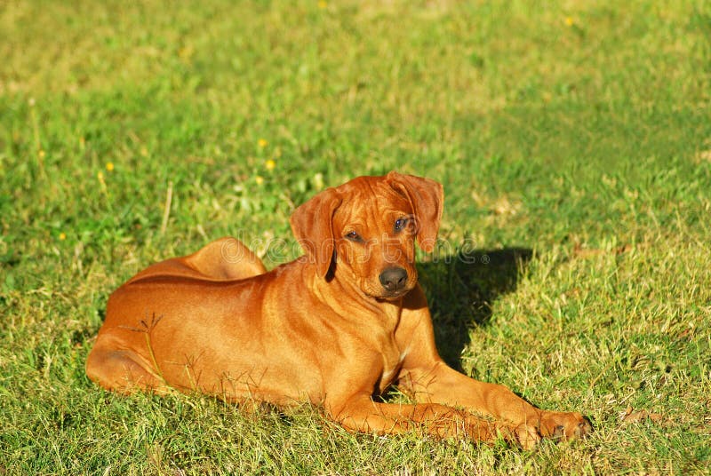 Rhodesian Ridgeback puppy stock image. Image of puppy - 7740717