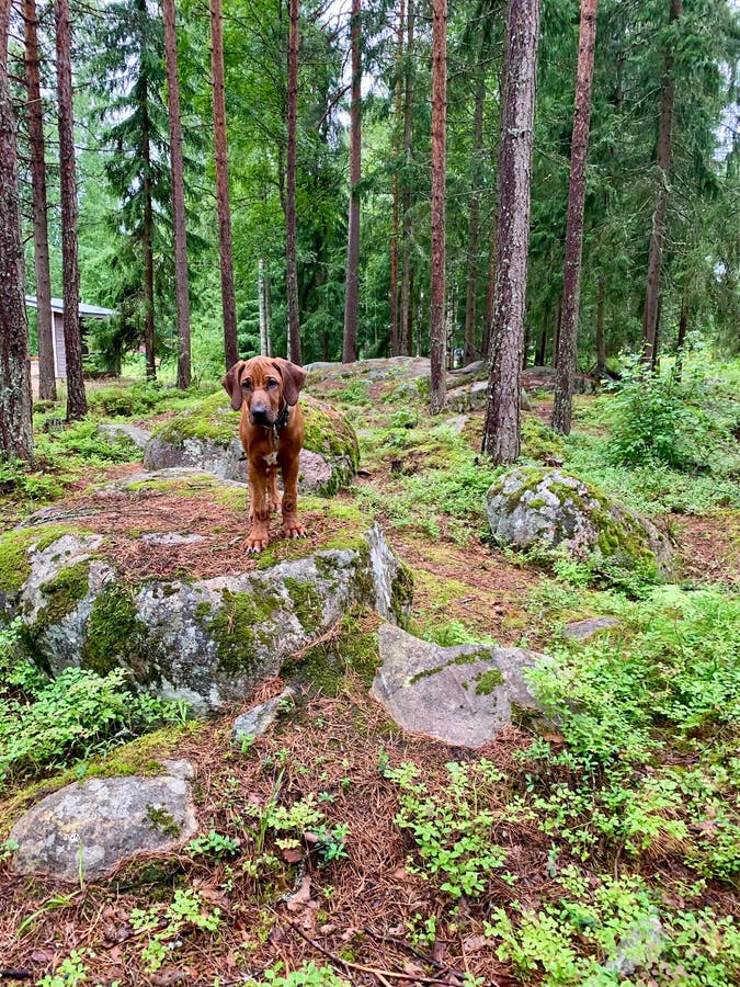 Rhodesian Ridgeback Puppy Exploring a Forest with Mossy Rocks Stock ...