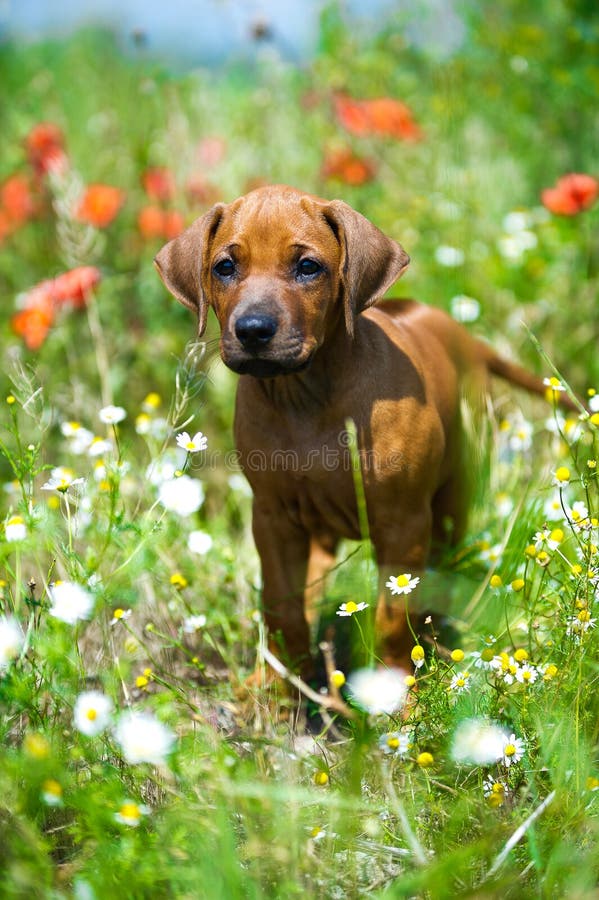 Rhodesian Ridgeback Puppy in a Field Stock Photo - Image of action ...