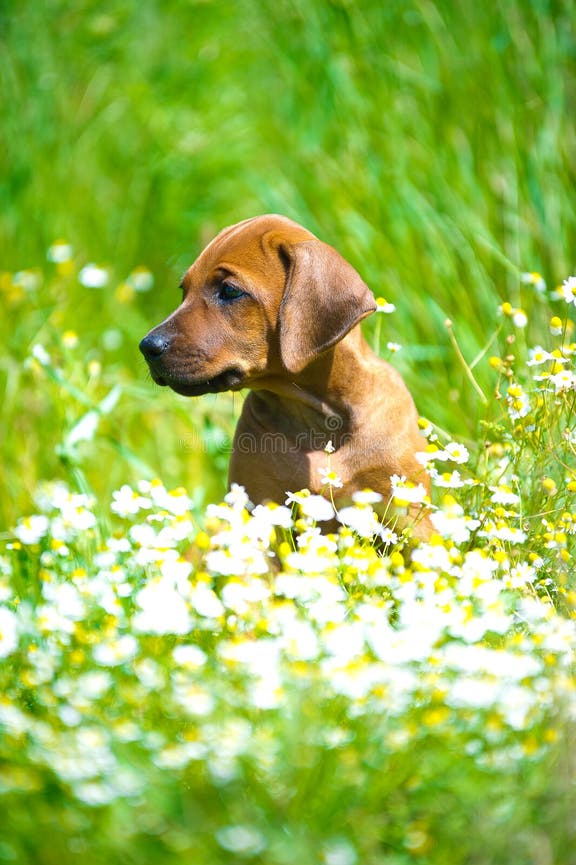 Rhodesian Ridgeback Puppy in a Field Stock Image - Image of baby, green ...