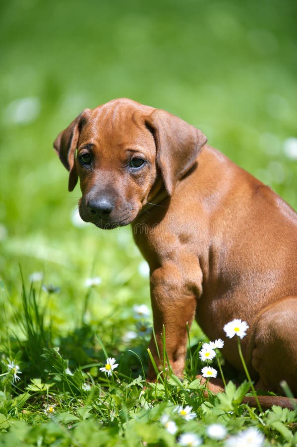 Rhodesian Ridgeback Puppy in a Field Stock Image - Image of side ...