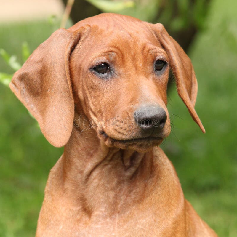 Rhodesian Ridgeback Puppy in the Garden Stock Image - Image of breed ...