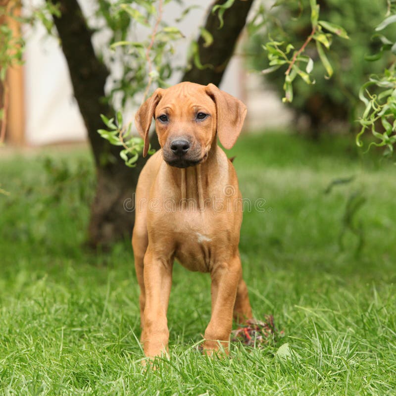 Rhodesian Ridgeback Puppy in the Garden Stock Image - Image of mammal ...