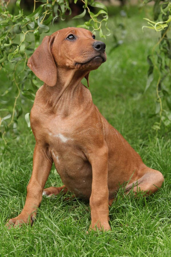 Rhodesian Ridgeback Puppy in the Garden Stock Image - Image of pedigree ...