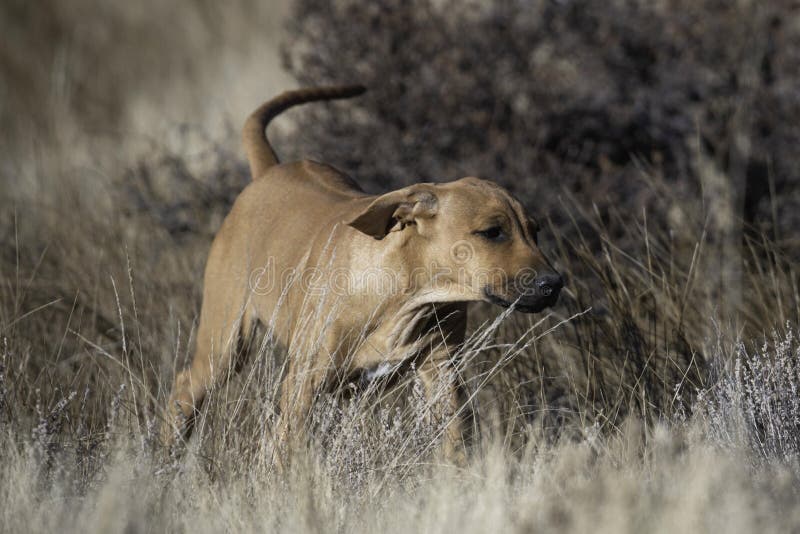 A Rhodesian Ridgeback Puppy is Having Fun in the Field Stock Image ...