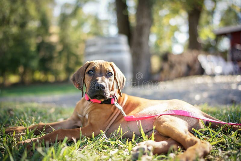 Rhodesian Ridgeback puppy. stock image. Image of ridgeback - 72664265