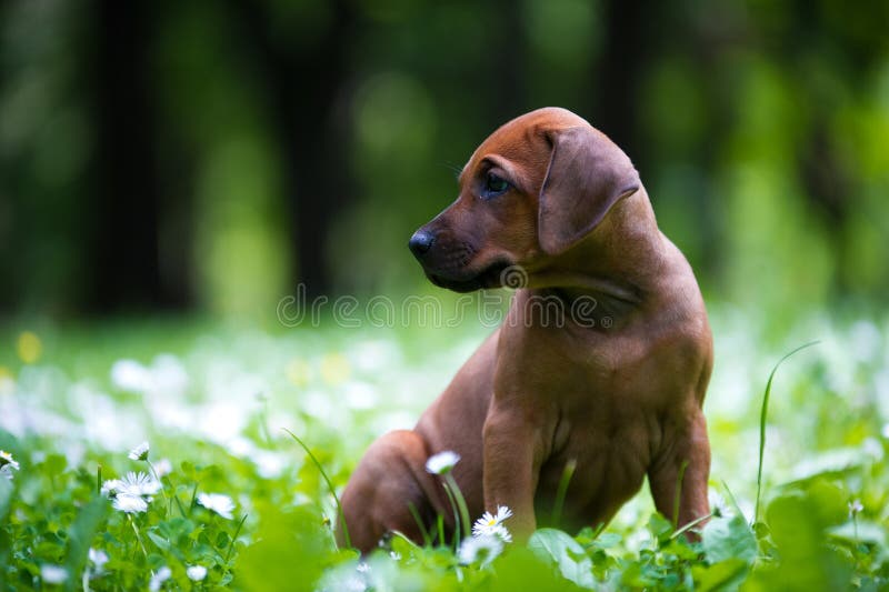 Liver Nosed Rhodesian Puppy Stock Photo - Image of nose, carnivore: 1141556