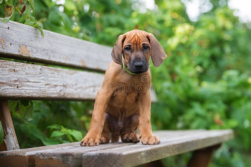 Rhodesian Ridgeback Puppy Outdoors Stock Image - Image of rhodesian ...