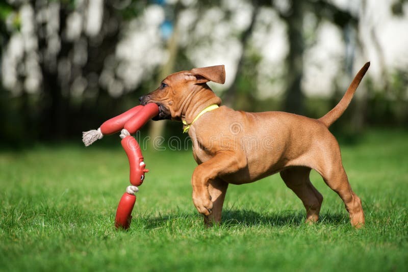 Rhodesian Ridgeback Puppy Playing Outdoors Stock Photo - Image of puppy ...